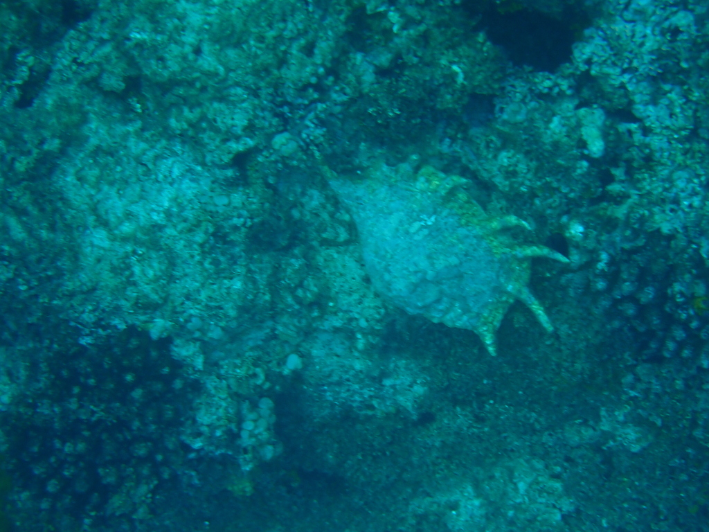 Common Spider Conch from Lau, Fiji on July 4, 2023 at 12:03 PM by Debra ...