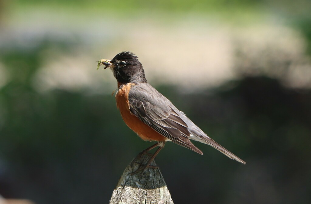 American Robin from Forest Park, Springfield, MA, USA on May 27, 2023 ...