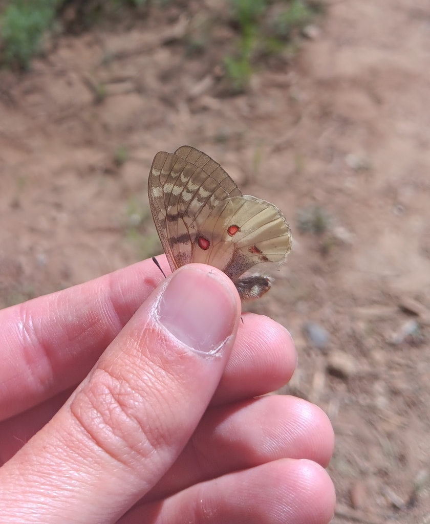 Clodius Parnassian from Mono County, US-CA, US on July 13, 2023 at 02: ...