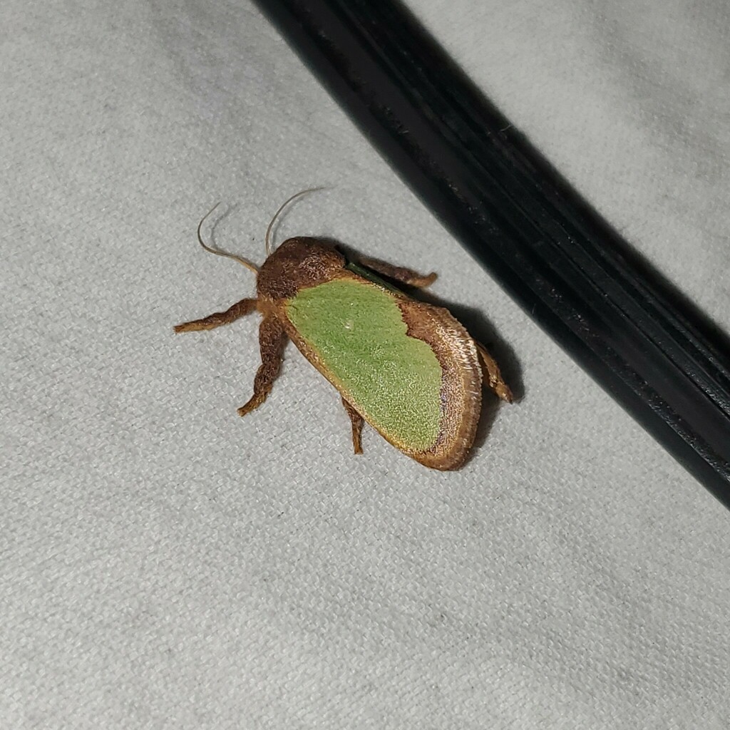 Green Oak-Slug Moth from Bandera County, TX, USA on June 26, 2023 at 09 ...