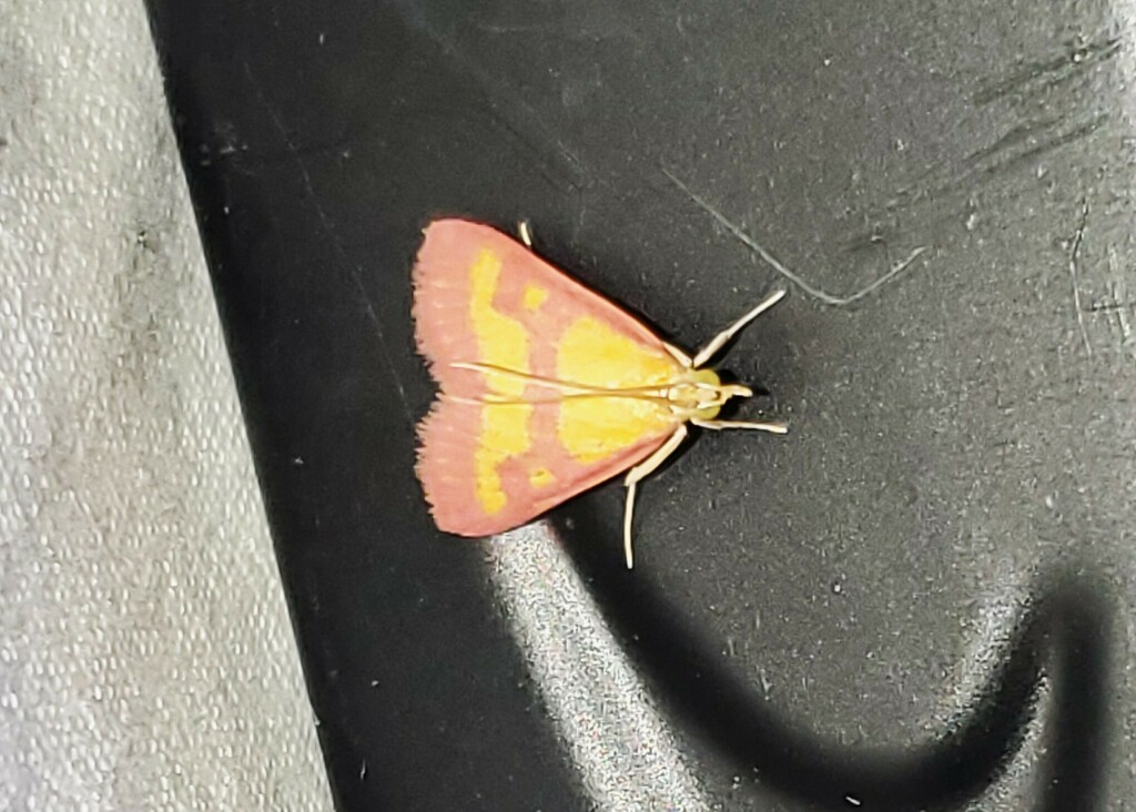 Southern Purple Mint Moth from Bandera County, TX, USA on June 27, 2023 ...