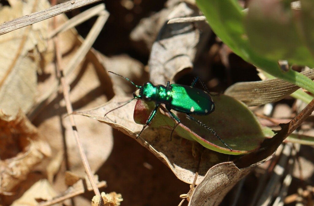 Six-spotted Tiger Beetle from Windsor, CT, USA on June 1, 2023 at 11:46 ...