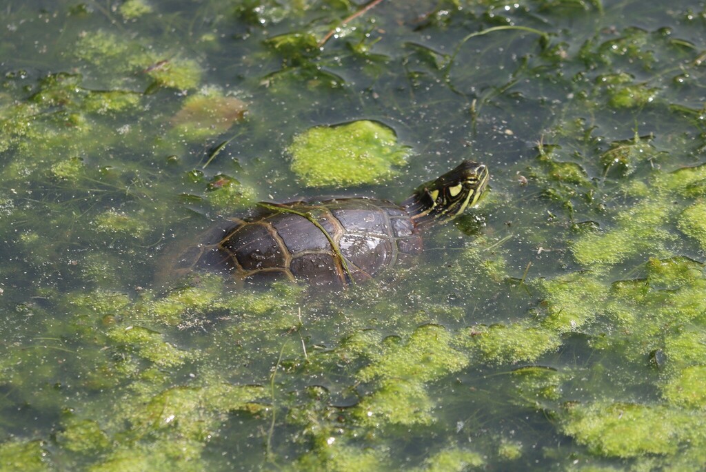 Painted Turtle from Windsor, CT, USA on June 14, 2023 at 10:23 AM by rileyghostie · iNaturalist