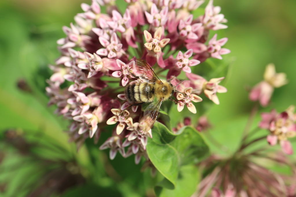 Perplexing Bumble Bee from Windsor, CT, USA on July 8, 2023 at 11:10 AM ...