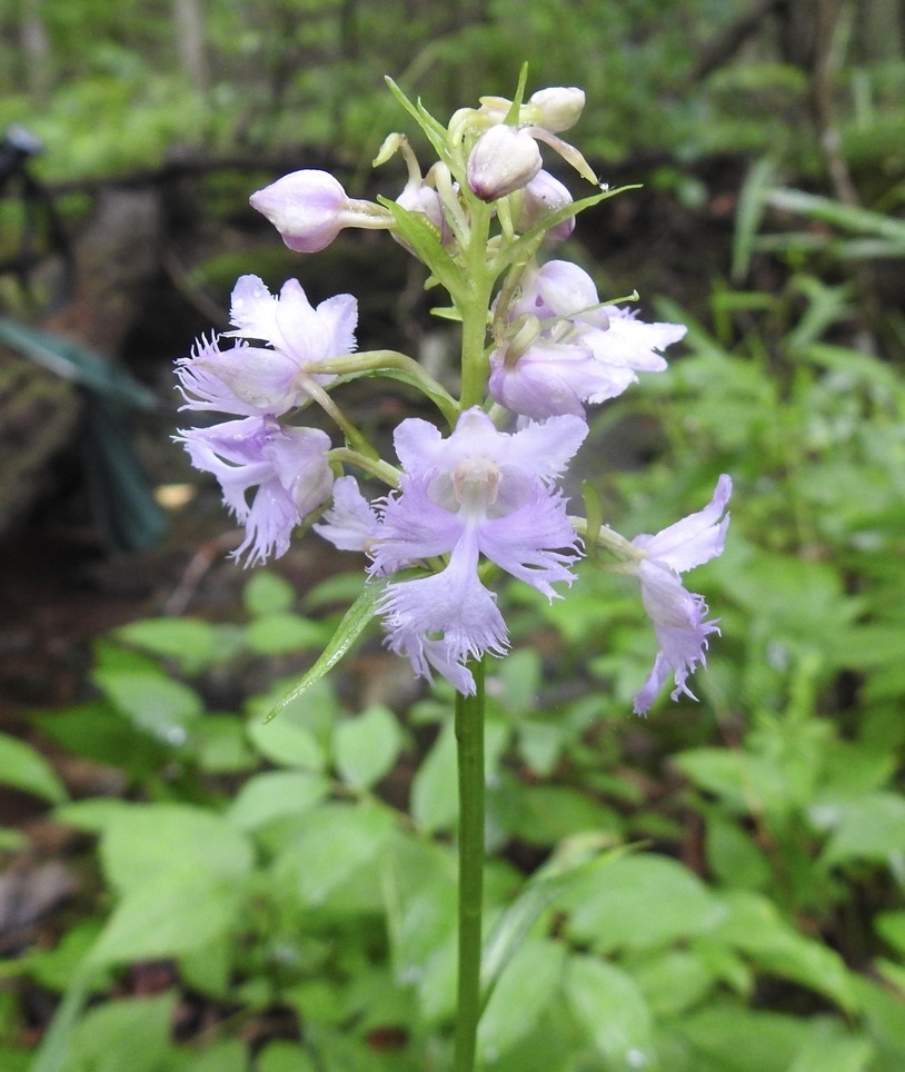 Shriver's frilly orchid in July 2023 by Sharon Forsyth · iNaturalist