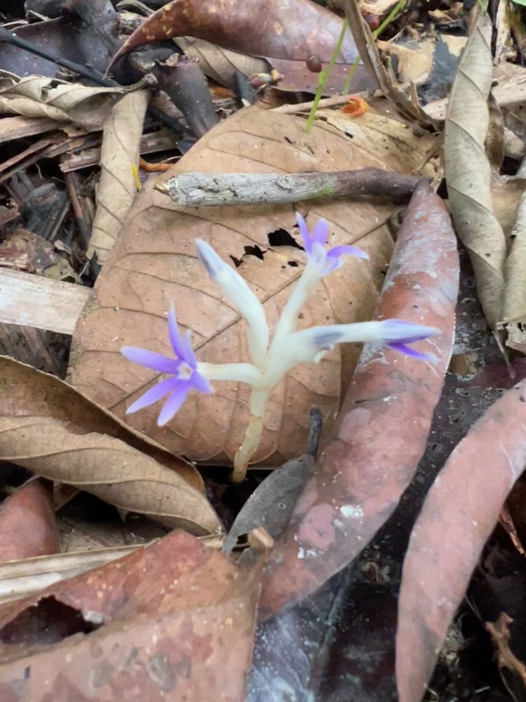 Campylosiphon purpurascens from Maynas Province, Peru on July 4, 2023 ...