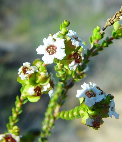 Geraldton Hills - IBRA subregion GES01 Check List · iNaturalist United ...