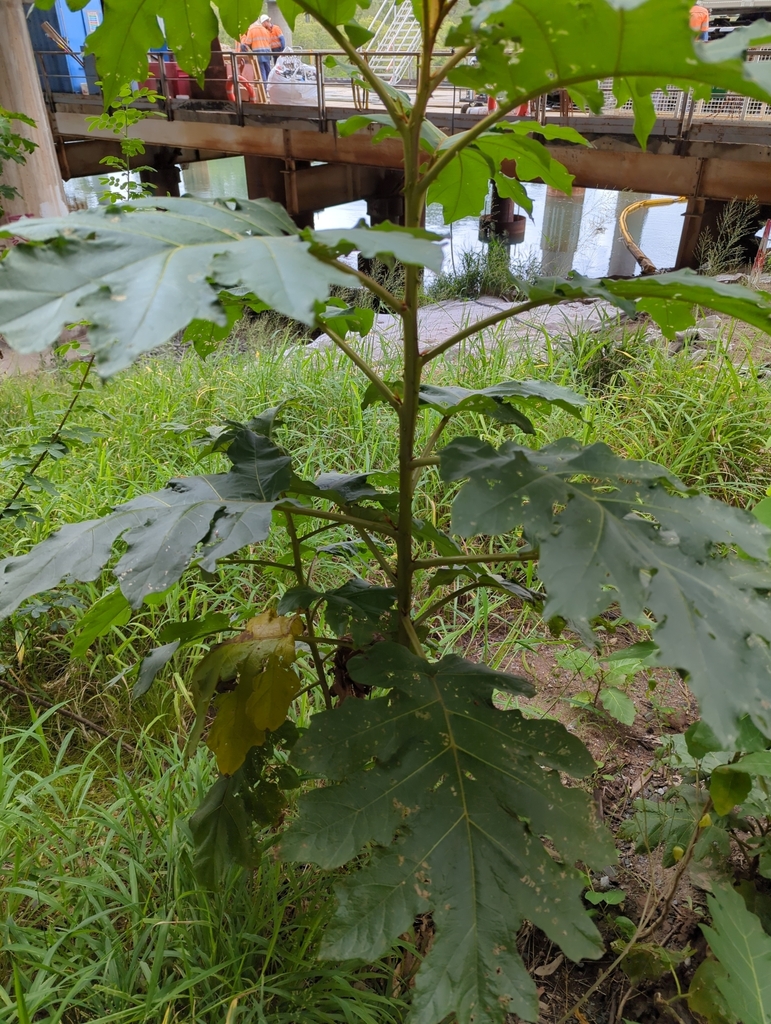 giant devil's-fig from Tallebudgera QLD 4228, Australia on February 9 ...