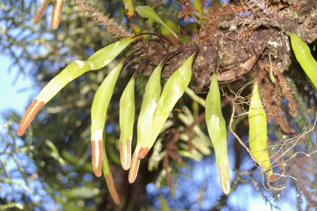 Pyrrosia confluens from Tallowwood Ridge NSW 2453, Australia on October ...