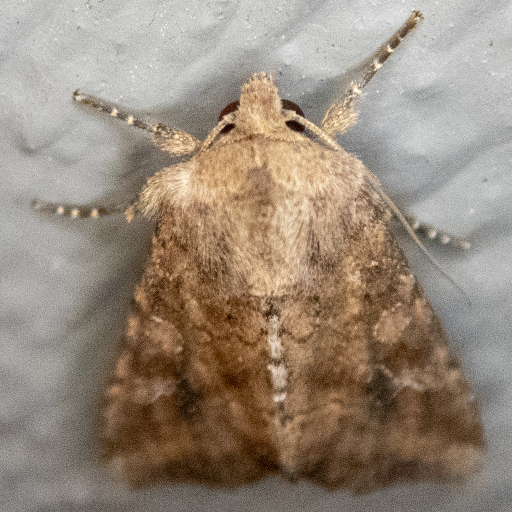 Veiled Ear Moth from Shepard Settlement, Onondaga County, NY, USA on ...