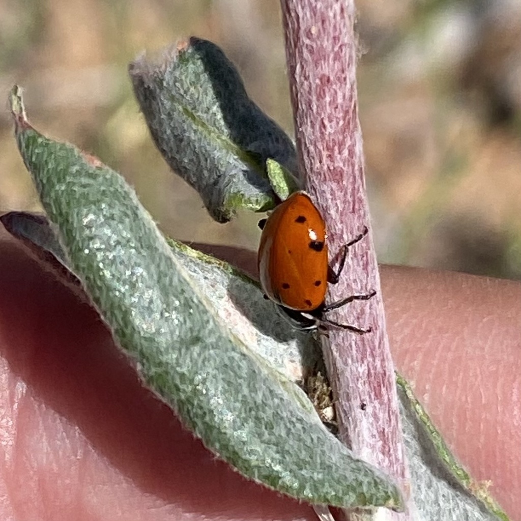 Convergent Lady Beetle from SR-98, Page, AZ, US on July 13, 2023 at 10: ...