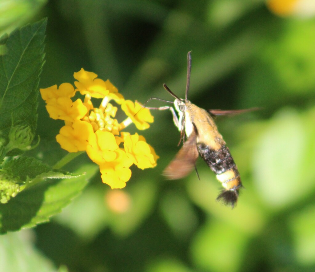 Snowberry Clearwing from Longview, TX, USA on July 13, 2023 at 06:37 PM ...