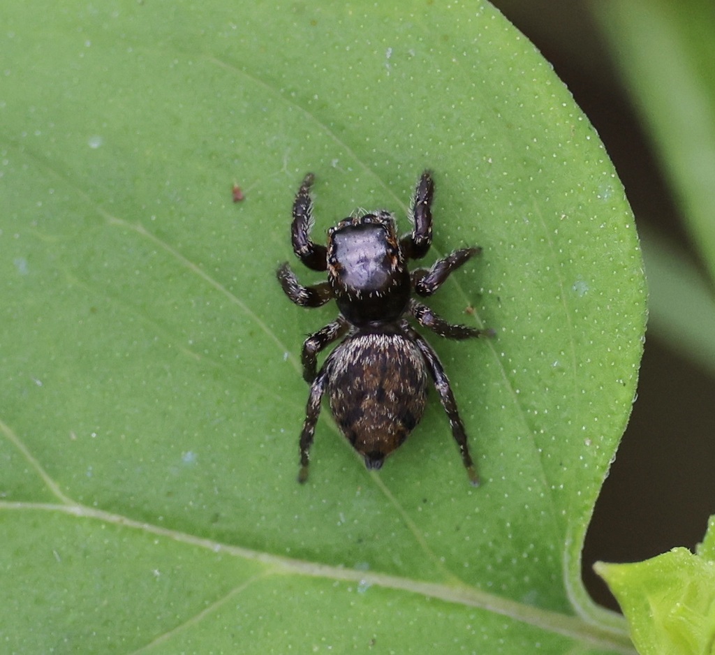 Hoy's Jumping Spider from Maumee, OH, USA on July 13, 2023 at 01:47 PM ...