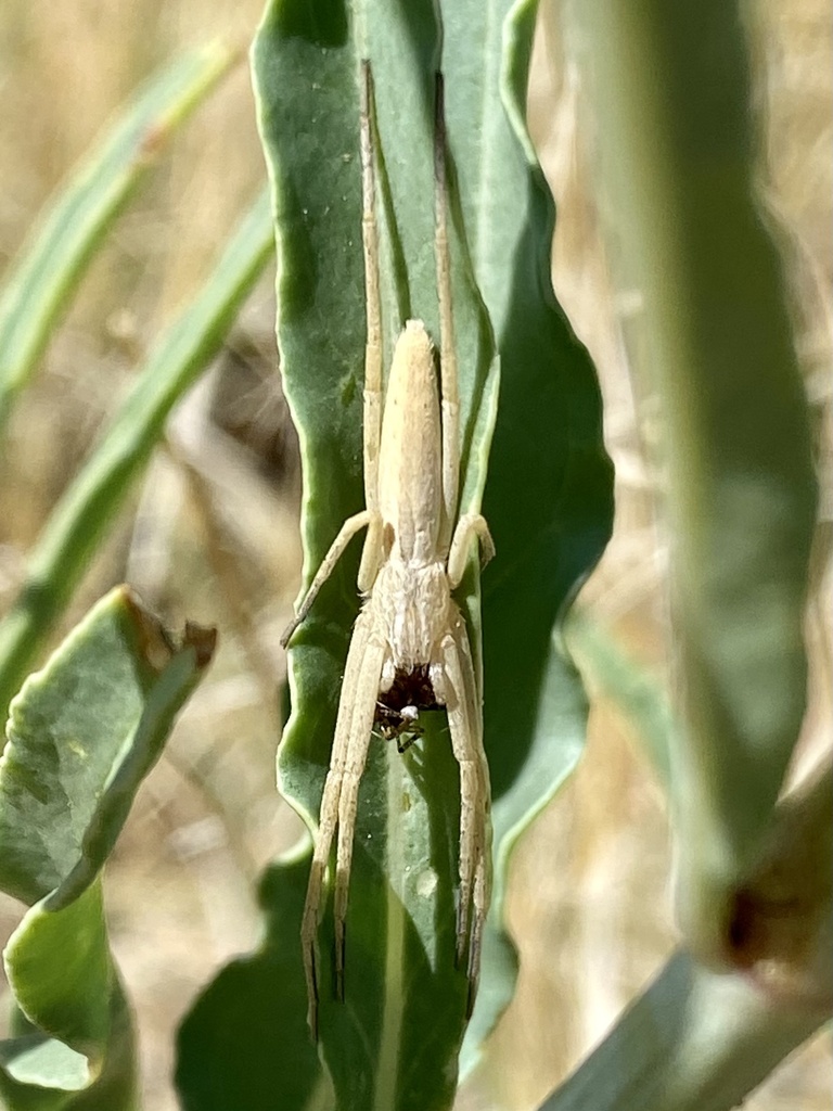 Oblong Running Spider from SR-98, Page, AZ, US on July 13, 2023 at 10: ...