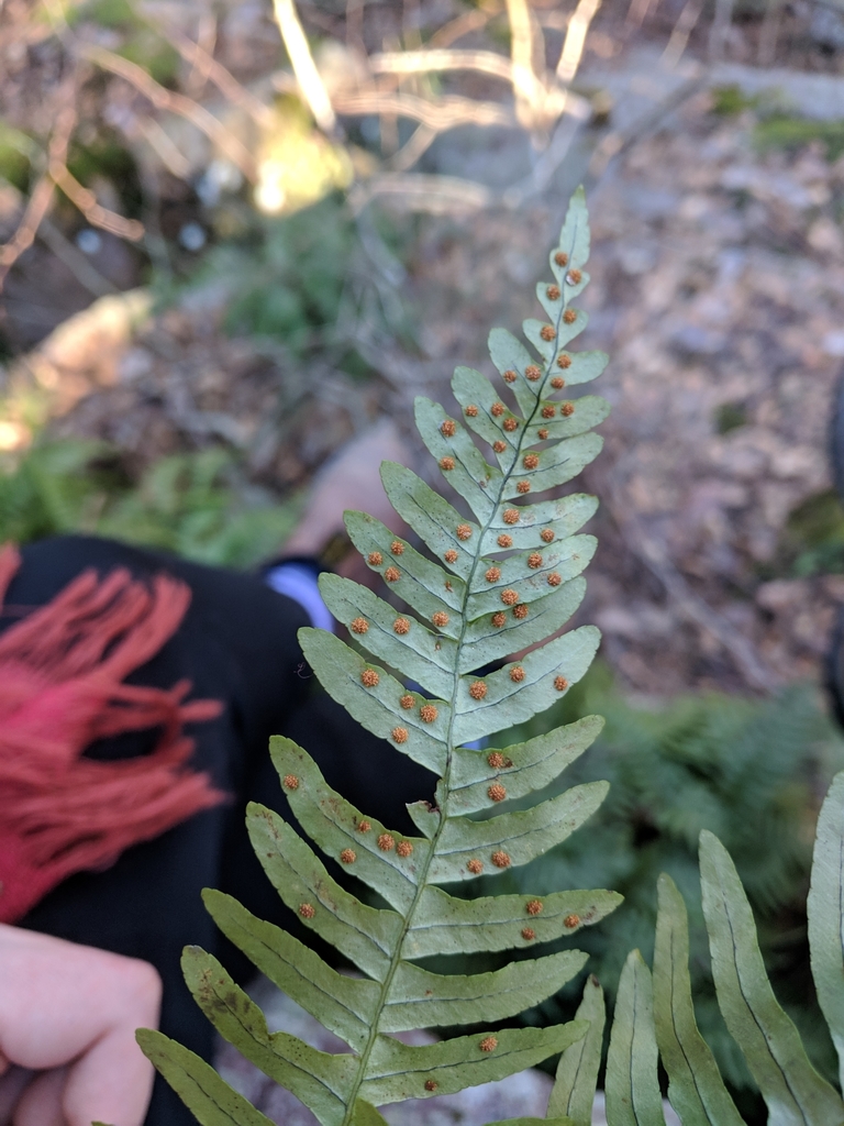 Appalachian rockcap fern from 2772 PA-903, Albrightsville, PA 18210 ...