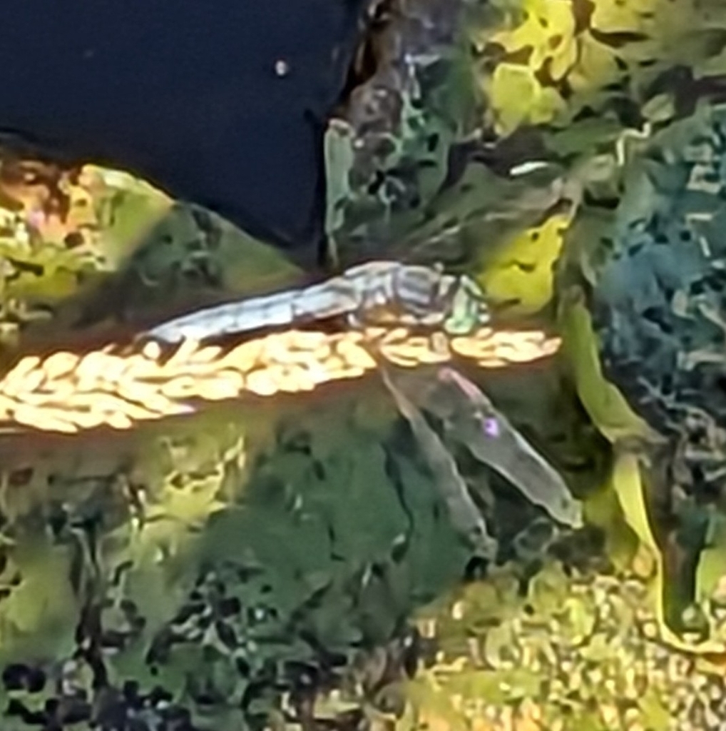 Blue Dasher from Lake Hills, Bellevue, WA, USA on July 13, 2023 at 05: ...