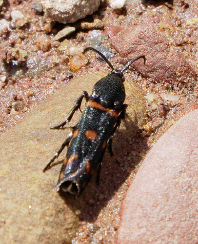 Phykodes interstincta · iNaturalist