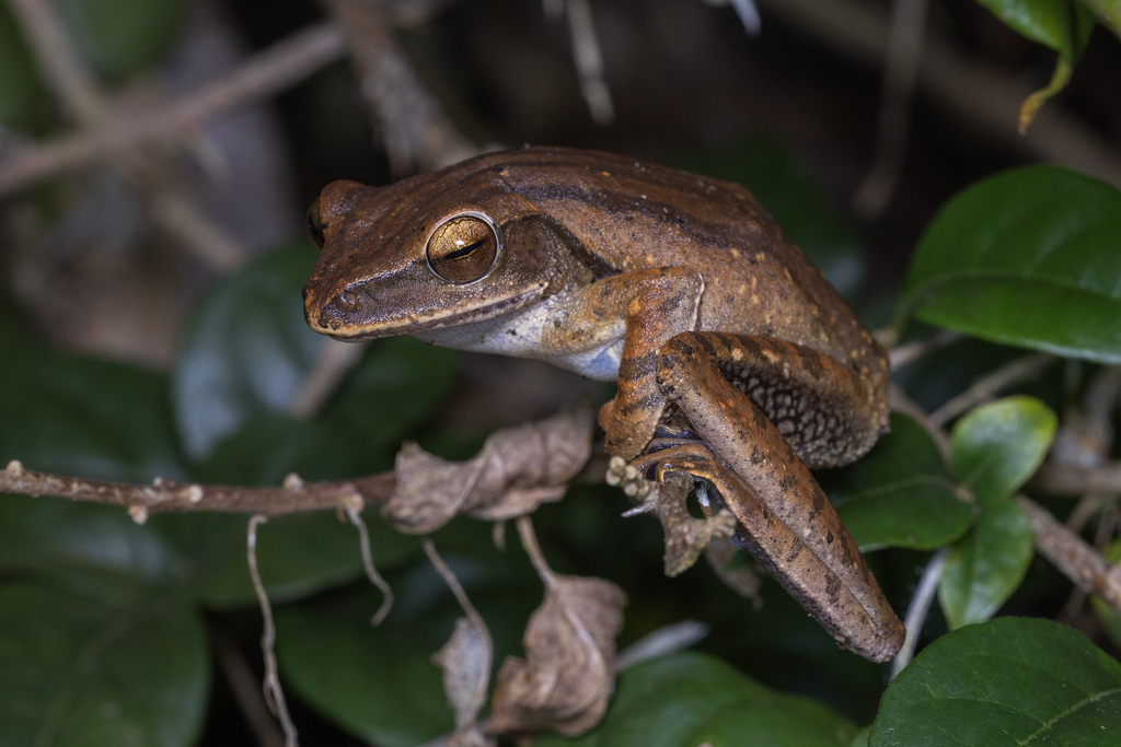 Common Southeast Asian Tree Frog from Mandai Rd Track 7, Singapore on ...