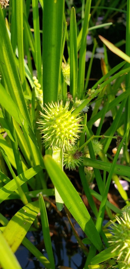 American bur-reed in July 2023 by Patricia Butter · iNaturalist