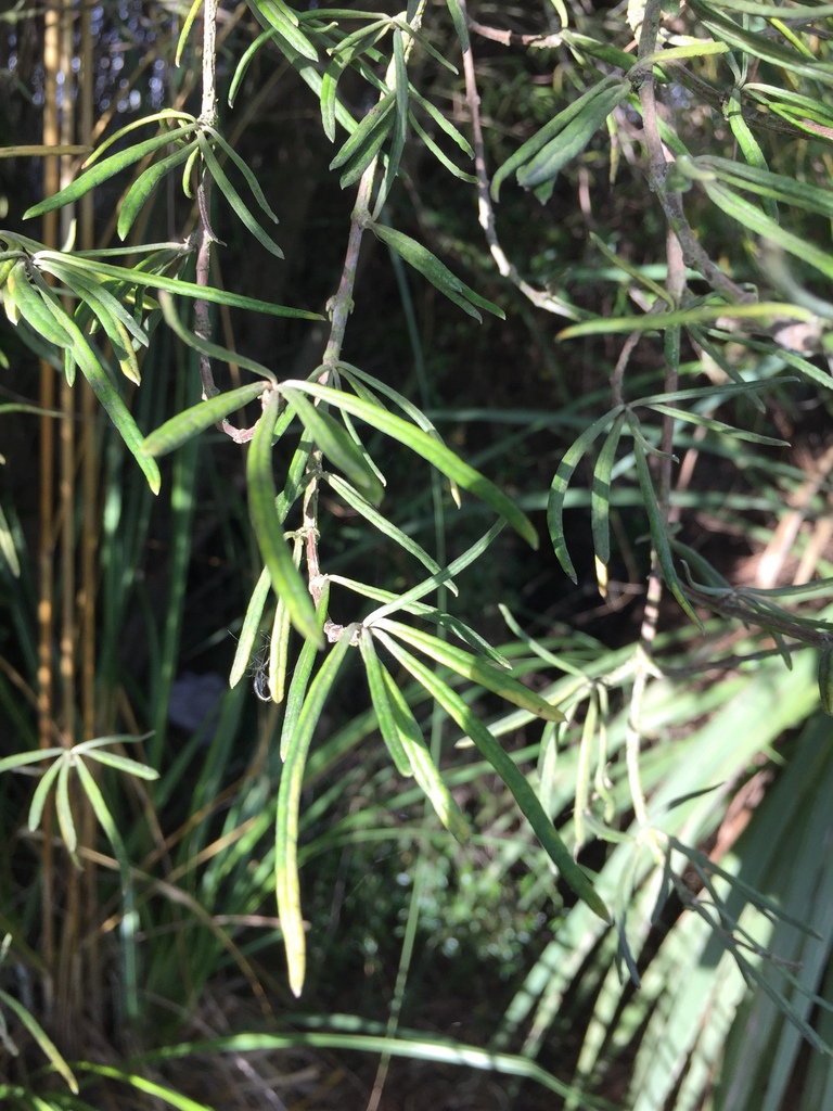 Olearia lineata 'dartonii' in July 2023 by davidanderson. Not to sure ...