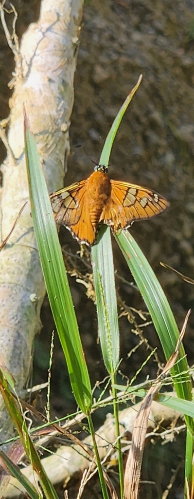 Myscelus from 17500, Peru on July 13, 2023 at 08:41 AM by Chandra Earl ...