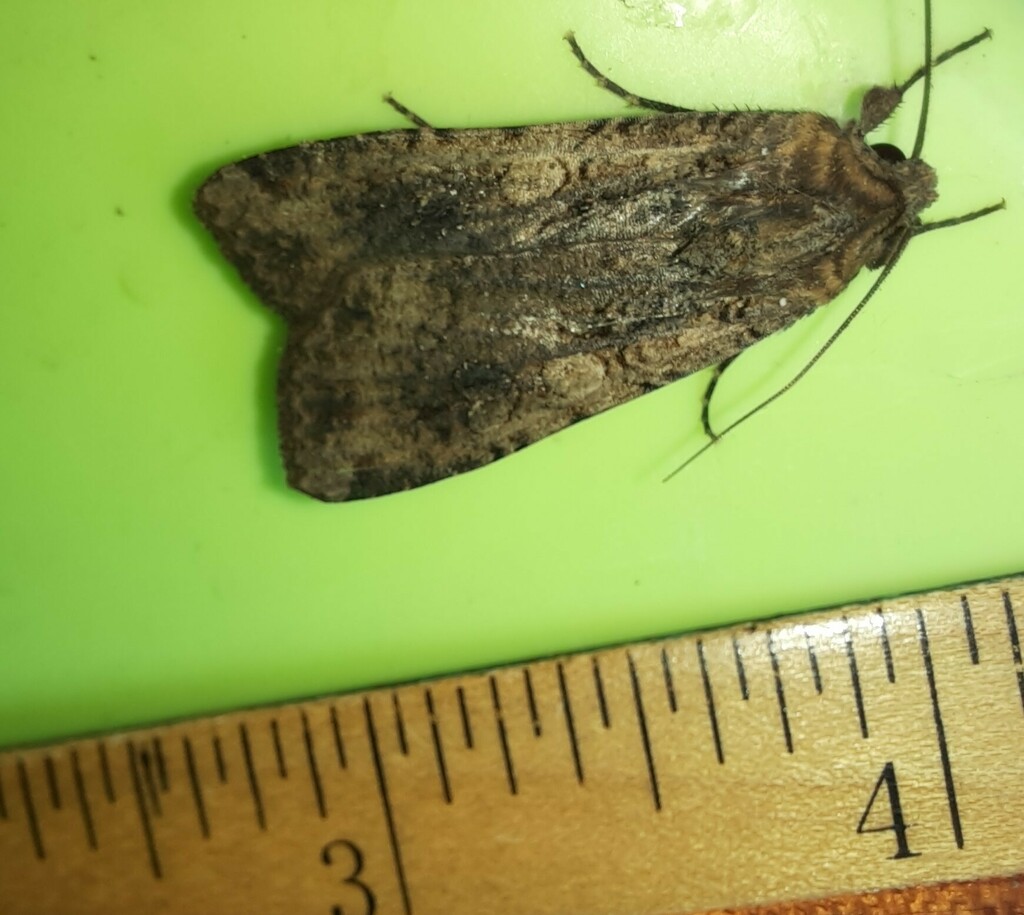 Variegated Cutworm Moth from 5400 Troost Ave, Kansas City, MO 64110 on ...