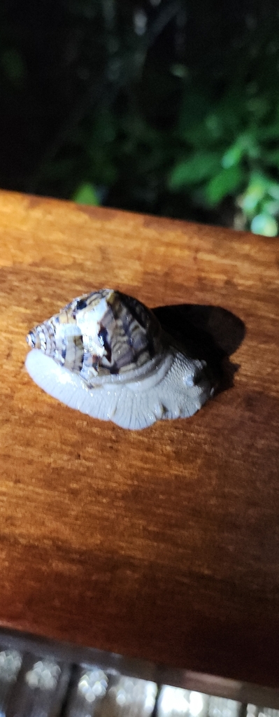 Sultana sultana from 17500, Peru on July 13, 2023 at 09:19 PM by ...