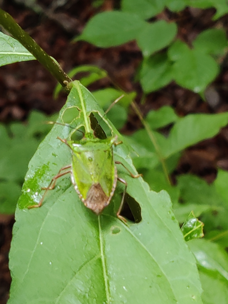Japanese Stink Bug from 1210-440 Ōtsu, Naganohara, Agatsuma District ...