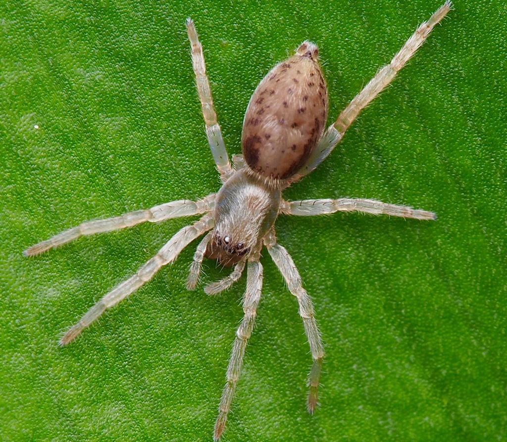 Leafcurling Sac Spiders from North Island, Kaeo, Northland, NZ on July ...
