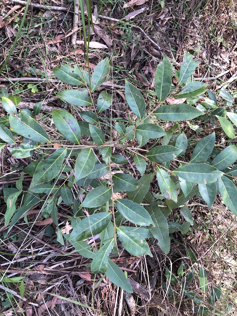 Cheese Tree from Seventeen Mile QLD 4344, Australia on July 12, 2023 at ...