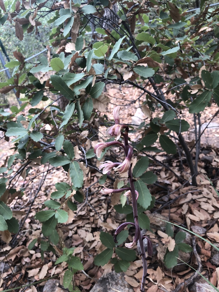 Arizona crested coralroot in July 2023 by William Harmon · iNaturalist