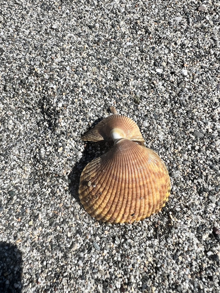 Nuttall's Cockle from Hood Canal, Hansville, WA, US on 13 July, 2023 at ...