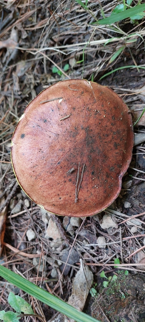 Slippery Jacks from Brooklyn, Wellington, New Zealand on July 14, 2023 ...