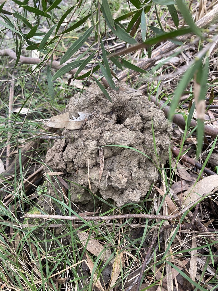 Australian Burrowing Crayfishes from La Trobe University, Bundoora, VIC ...