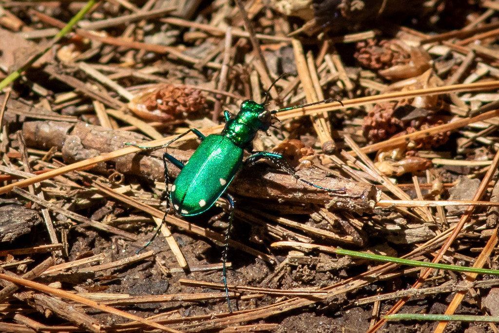 Six-spotted Tiger Beetle from Newington, NH 03801, USA on July 13, 2023 ...