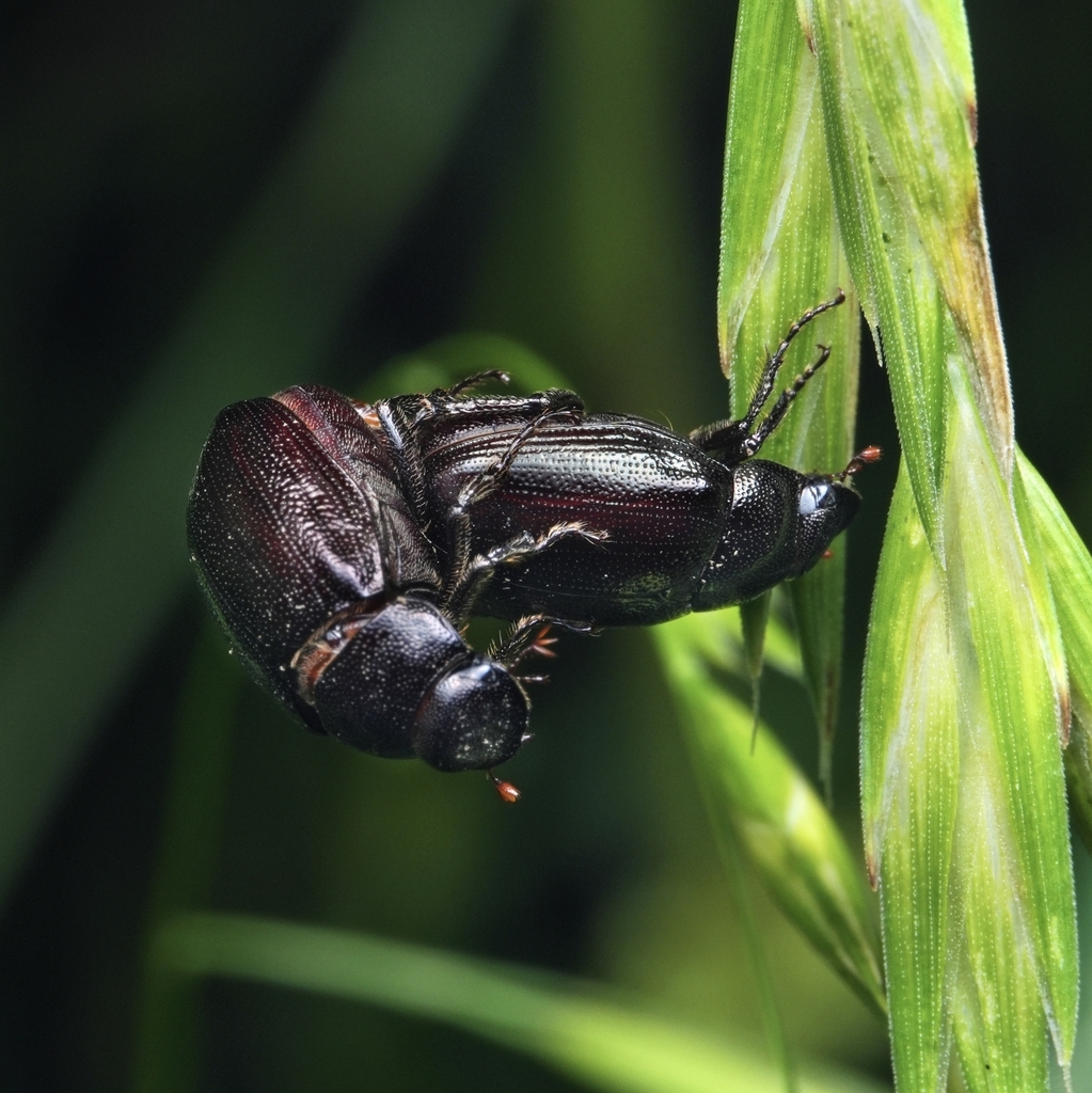 Apogonia from 贵州省贵阳市花溪区荷塘月色 on June 6, 2023 at 05:03 PM by Simba ...