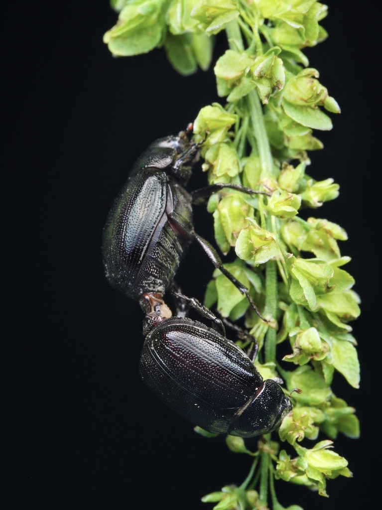 Apogonia from 贵州省贵阳市花溪区荷塘月色 on June 6, 2023 at 05:03 PM by Simba ...