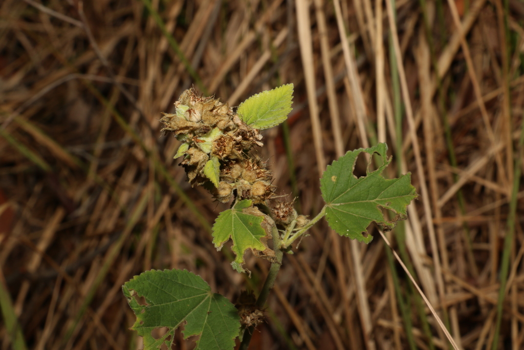 flannel weed from Brisbane QLD, Australia on July 14, 2023 at 01:04 PM ...