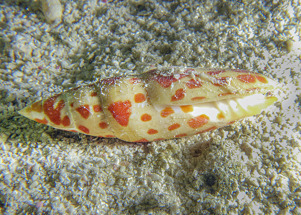 Episcopal Mitre from Turquoise Bay, Exmouth, WA, Australia on June 6 ...
