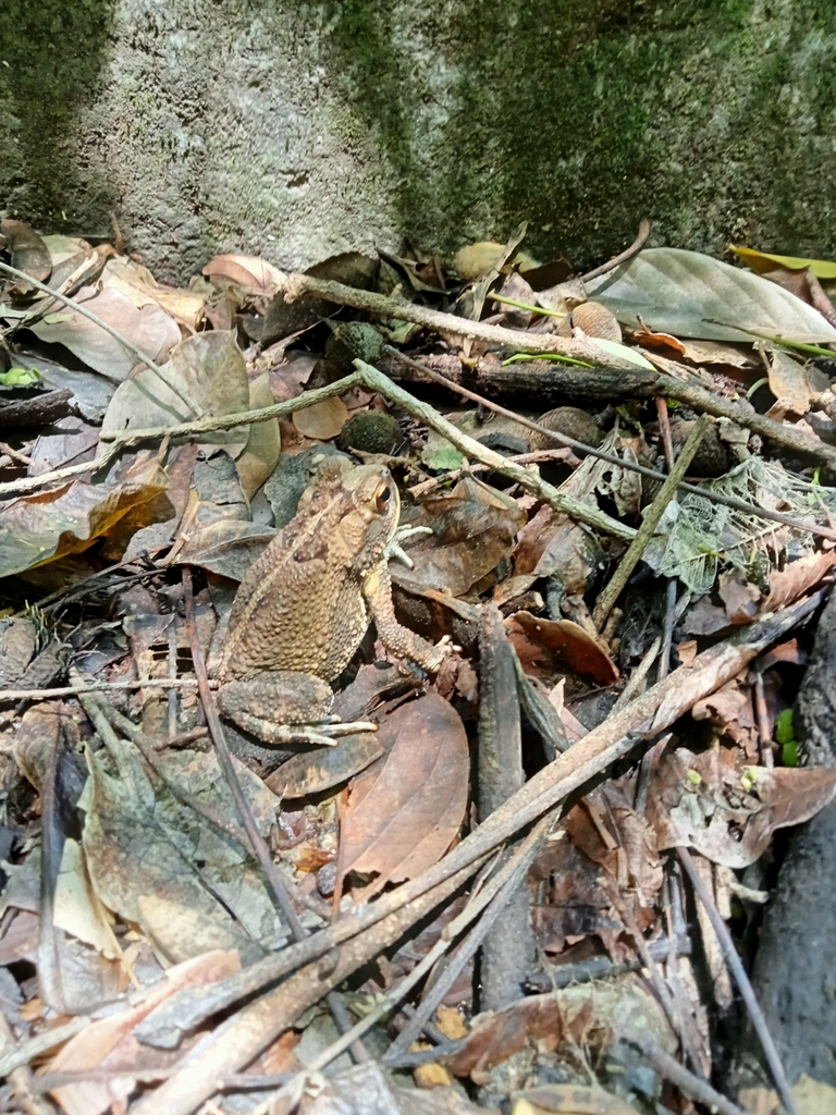 Marbled Toad from 48245 Jal., México on July 12, 2023 at 12:19 PM by ...