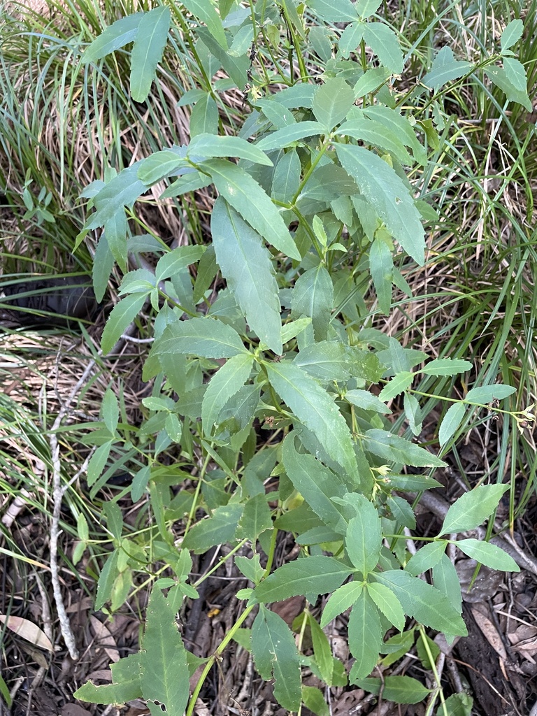 koala bells from Myocum, NSW, AU on July 14, 2023 at 08:58 AM by ...