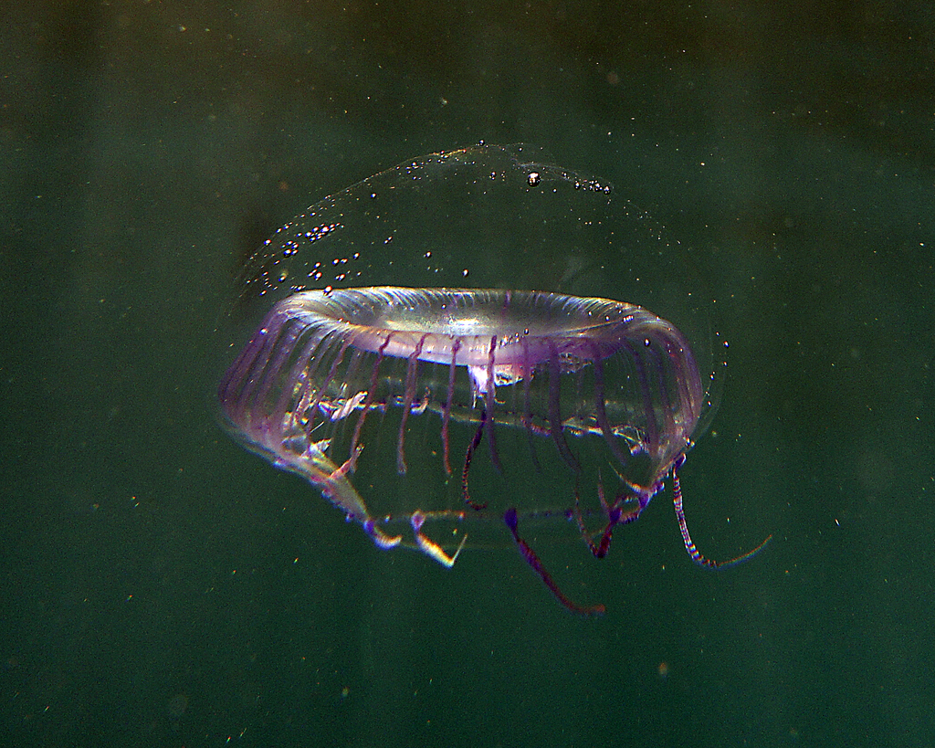 Southern Crystal Jelly from Bundegi, Exmouth, WA, Australia on ...