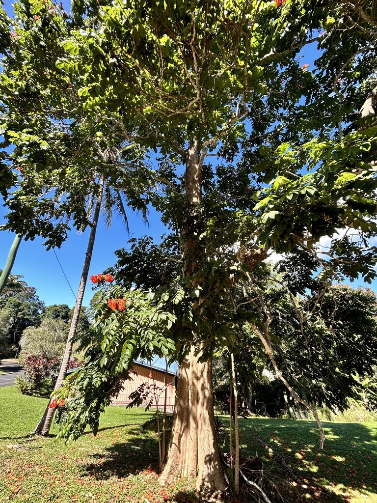 African tulip tree from Wirramo St, Kuranda, QLD, AU on July 12, 2023 ...