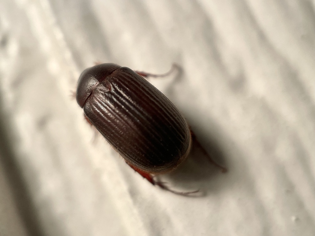 Water, Rove, Scarab, Long-horned, Leaf, and Snout Beetles from NE 35th ...
