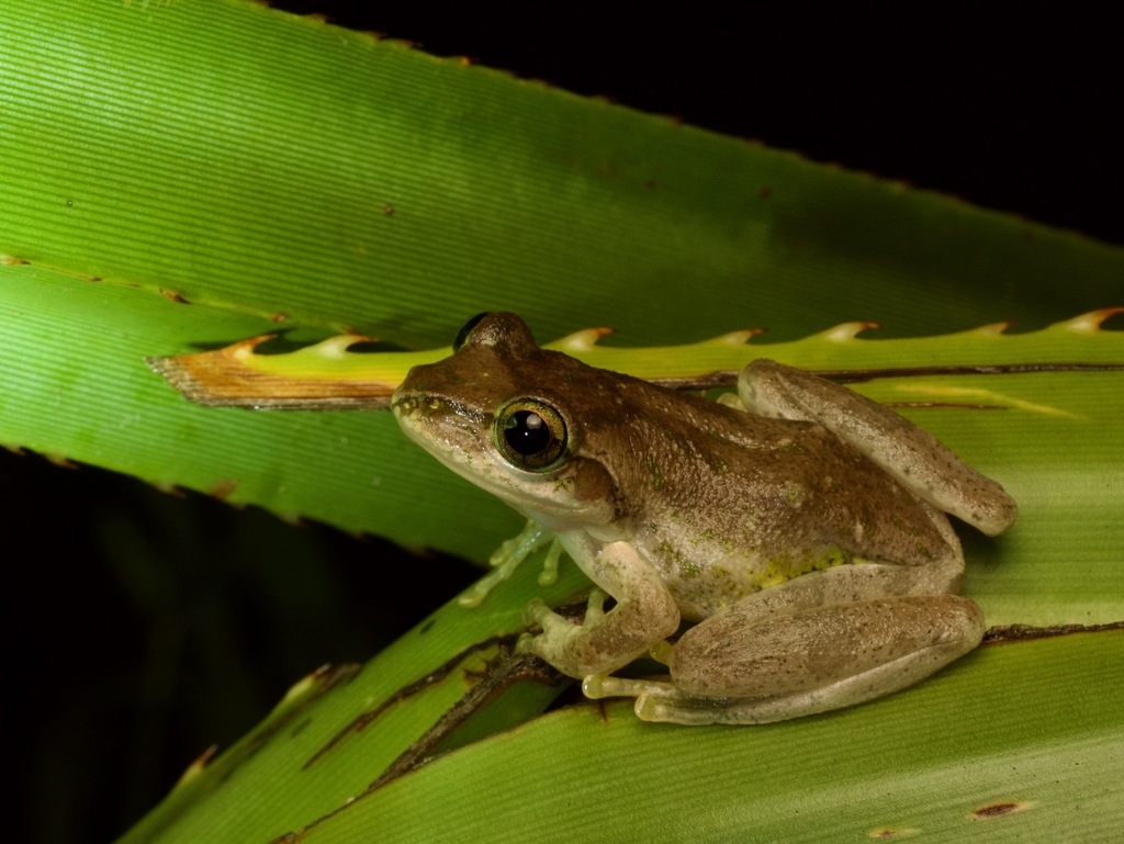 Western Bright-eyed Frog from Ihosy, Madagascar on May 12, 2023 at 01: ...