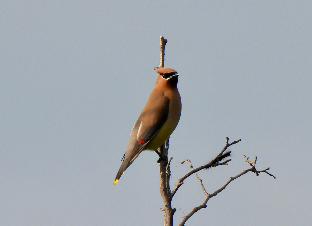 Cedar Waxwing from Houghton, MI 49931, USA on July 13, 2023 at 07:09 PM ...