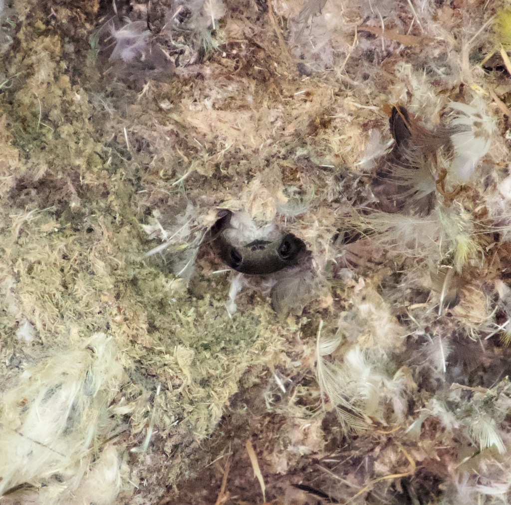 House Swift from Mu Si, Pak Chong District, Nakhon Ratchasima 30130 ...