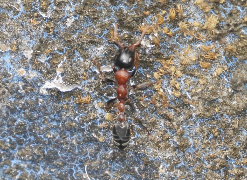 Arboreal Bicolored Slender Ant from Dhakuria, Kolkata, West Bengal ...