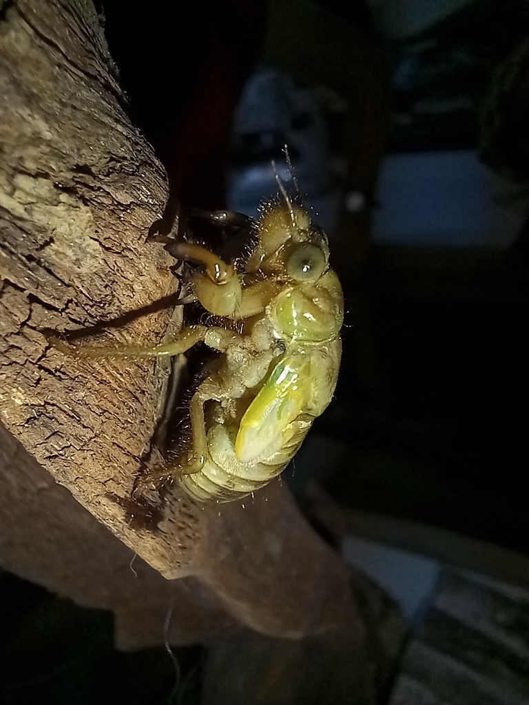 Ash Cicada from Escola Secundária José Gomes Ferreira on July 13, 2023 ...