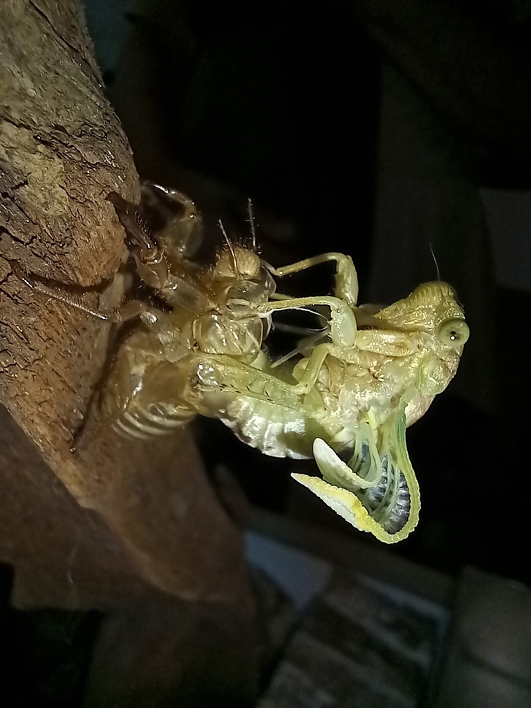 Ash Cicada from Escola Secundária José Gomes Ferreira on July 13, 2023 ...